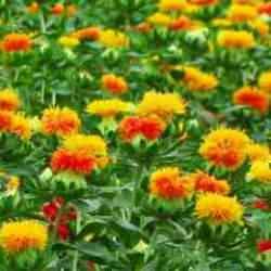 Hatmi çiçeği faydaları nelerdir? Hatmi çiçeği çayı ve yağı nasıl ...