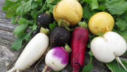 Alabaş turpunun faydaları nelerdir? Alabaş turpu nasıl tüketilir? - Sağlık Haberleri