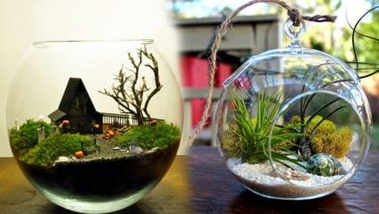 Şans getiren yosun topu: Marimo nedir? Marimo bakımı nasıl yapılır ...