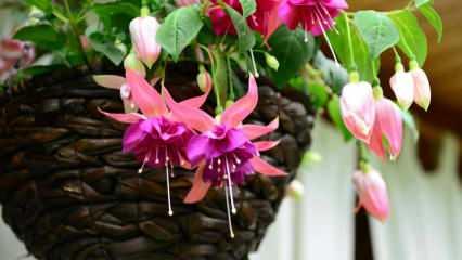 Benjamin çiçeği bakımı nasıl yapılır? Benjamin (Ficus) çoğaltma ve ...