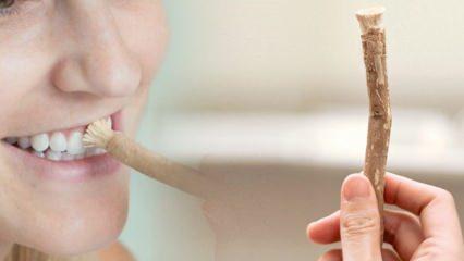 Misvak kullanmanın dini açıdan önemi nedir? Misvak ucu nasıl açılır ...